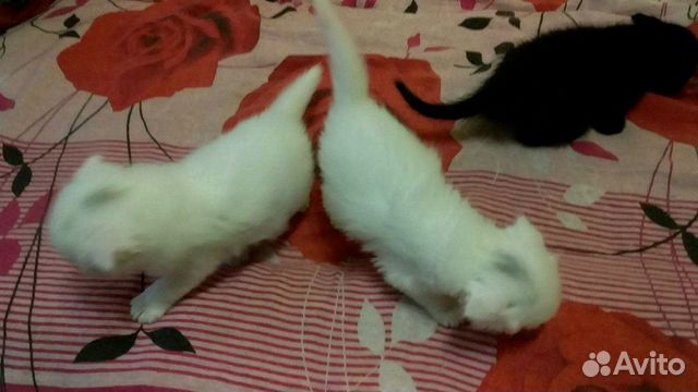 Котята британцы