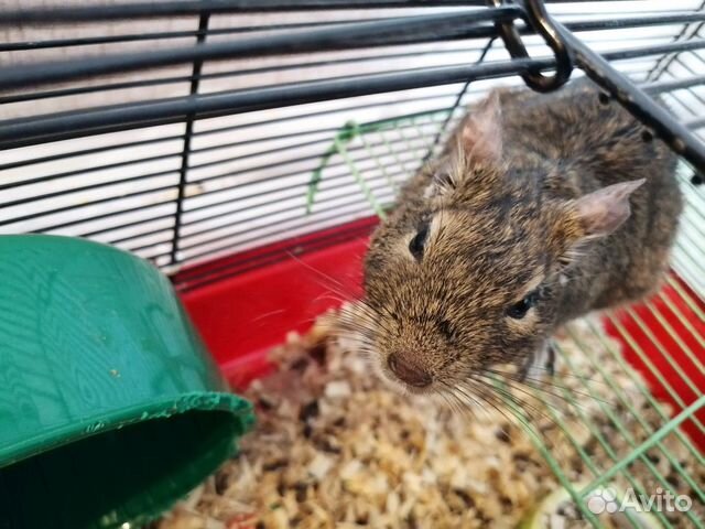 Бельчата Дегу