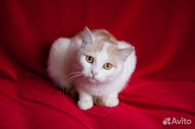 Кошечка в добрые руки, 11 месяцев