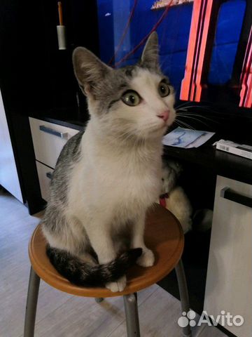 Кошечка Булочка ищет дом