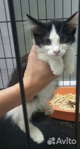 Симпатичный воспитанный котенок