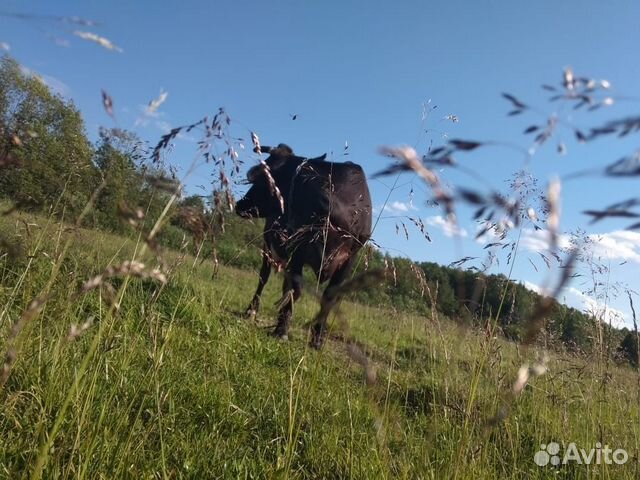 Продаётся корова