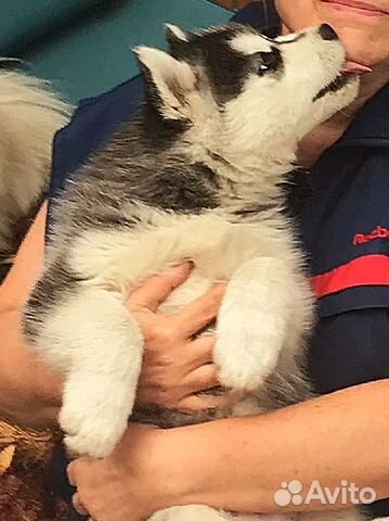 Щенки хаски