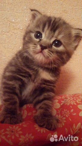 Отдам коненка девочку в добрые надежные руки от бр