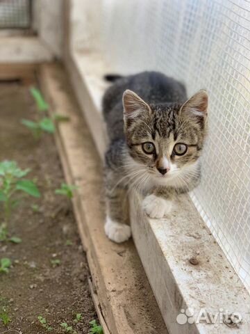 Котята бесплатно