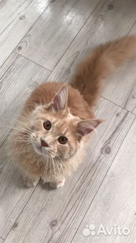 Мэйн-кун 8 месяцев