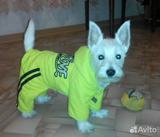 Белоснежное счастье