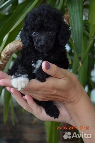 Кукольная девочка той-пудель
