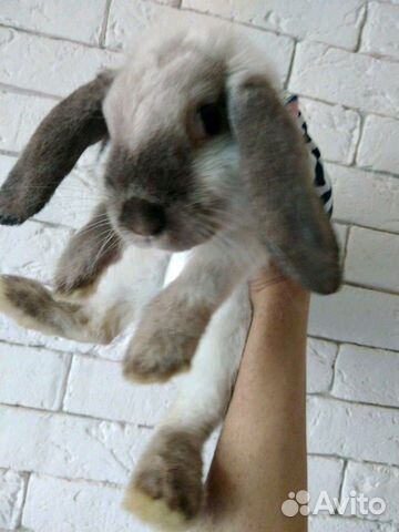 В самые надёжные руки,продается самый добрый и лас