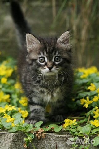 Пушистый котёнок-мальчик в дар 1,5 мес