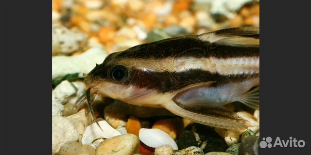 Аквариумные рыбки