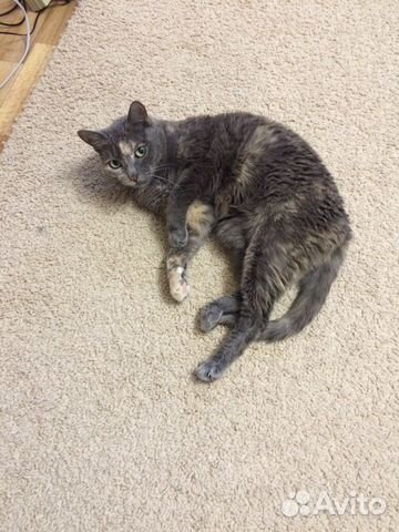 Кошечку отдам