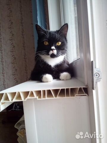 Молодой котик Бантик