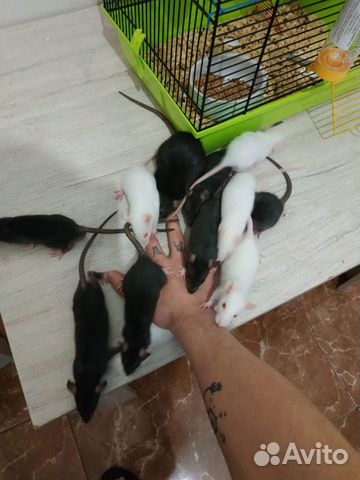 Крысы Дамбо