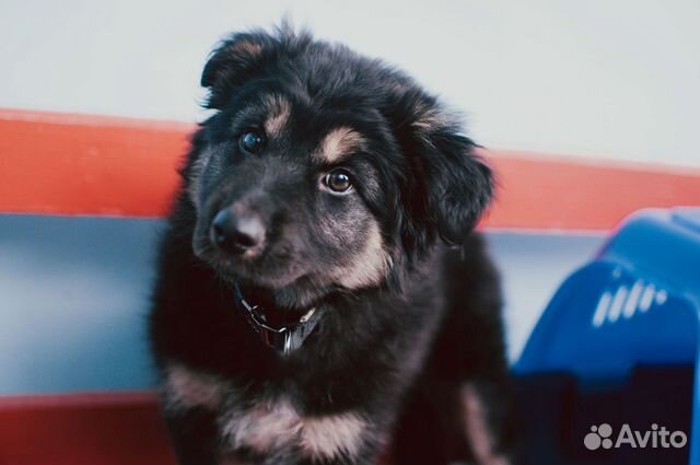 Сообразительная булочка ищет семью