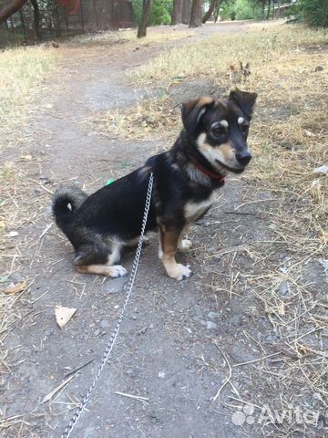 Щенок в добрые ручки