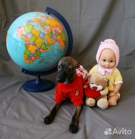 Левретка девочка (итальянский гоейхаунд)