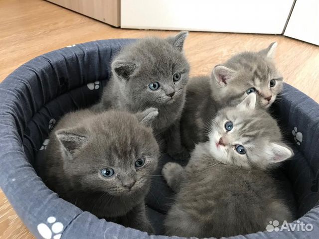 Британские котята