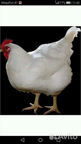 Куры бройлер