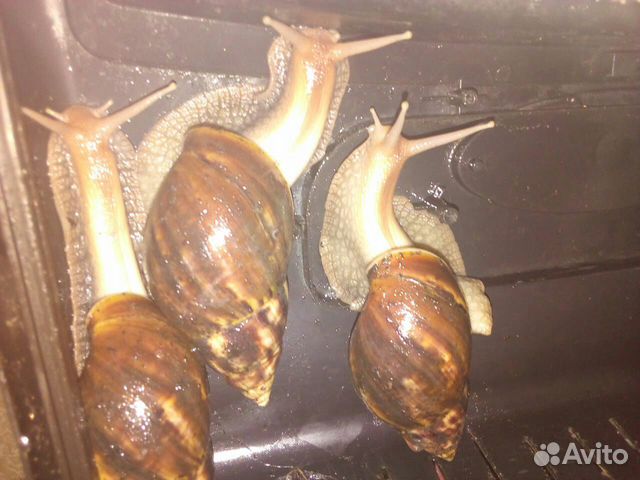 Улитки Ахатины