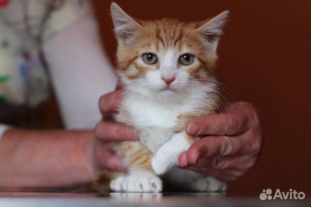 Котенок Матвей в добрые руки