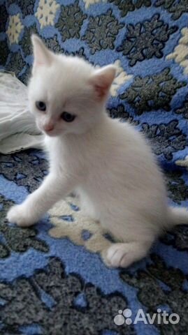 Котята от турецкого вана и амереканца