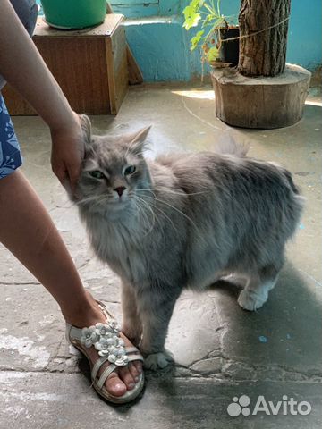 Возьмите в хорошие, добрые, заботливые руки котика