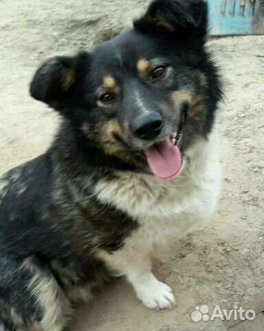 Коротколапая маленькая собака