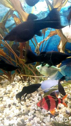 Рыбки растения