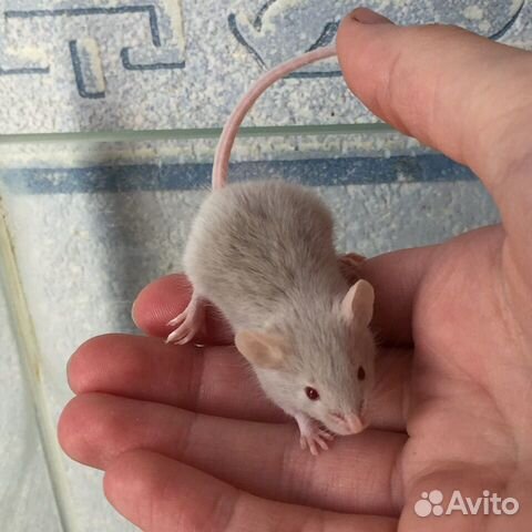 Декоративные мыши