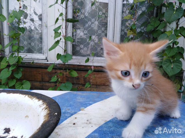 Одам в добрые руки