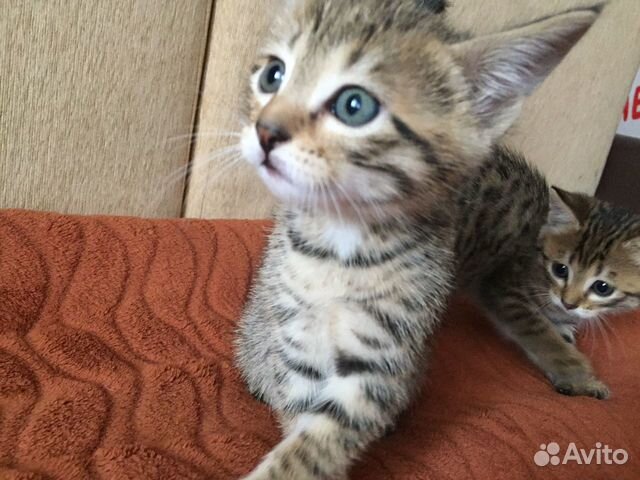 Котята в хорошие руки