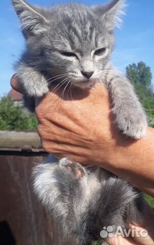 Котята