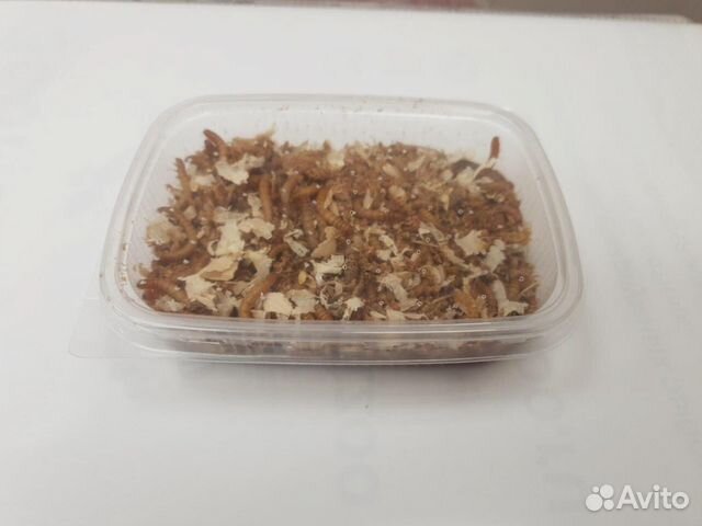 Мучной червь