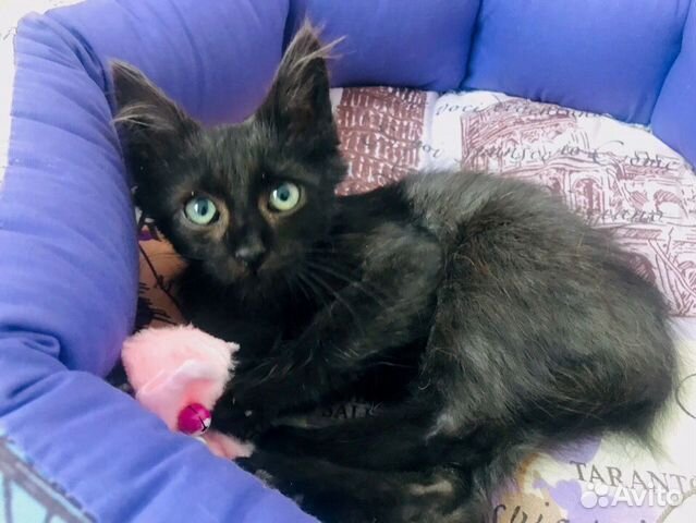 Замечательный котенок