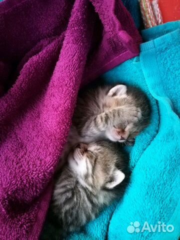 Котенок от вислоухой мамы ищет дом