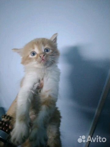 Котенок рыжий Томас