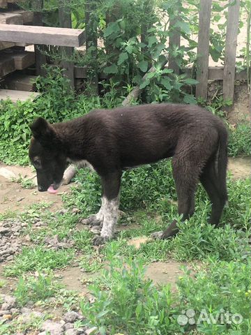 Отдам даром щенят,мальчик и девочка