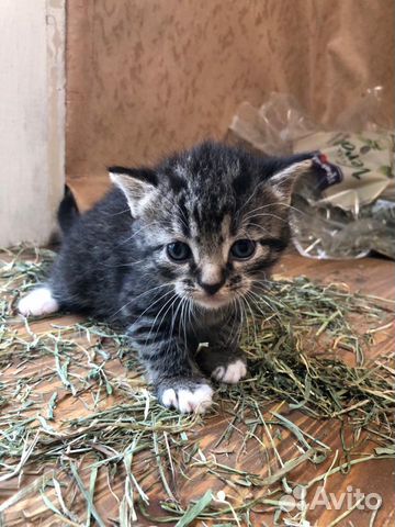 Котята