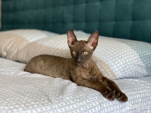 Продаётся котёнок Корниш-рекс