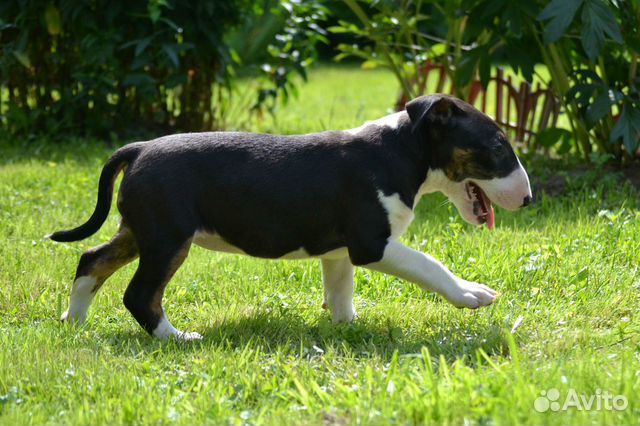 Стандартная булочка