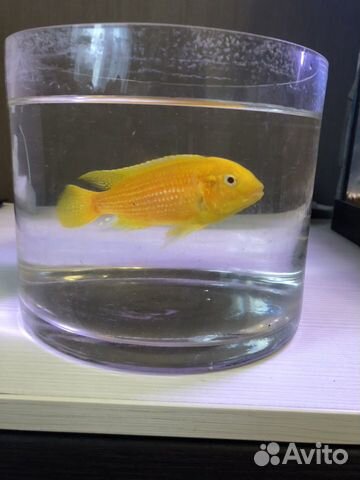 Цихлида еллоу + сомики