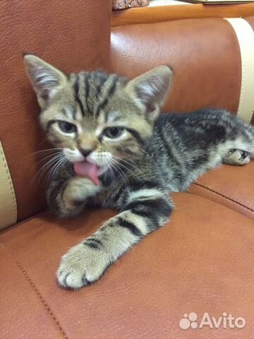 Продам бенгальского котёнка