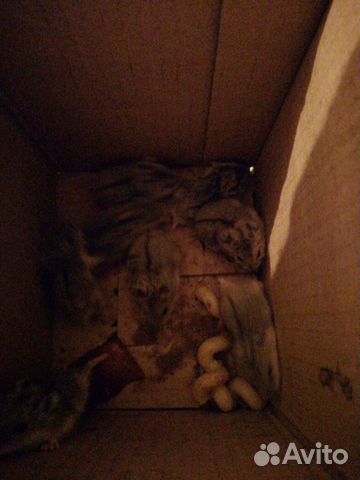 Отдам хомячков джунгарики