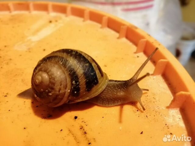 Улитка Helix Aspersa