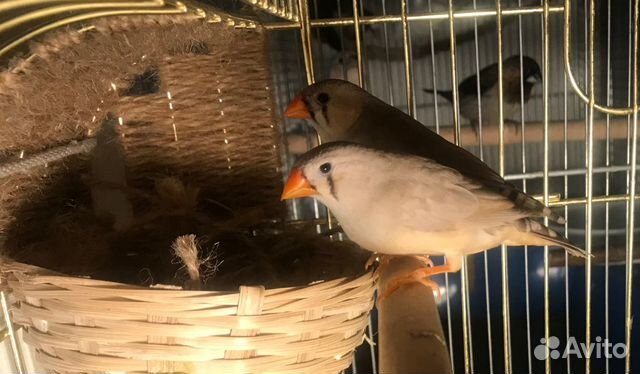 Зебровые амадины в добрые руки