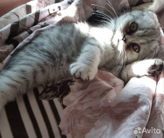 Вислоухий котёнок