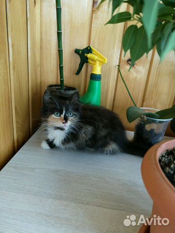 Которебенок ищет своих родителей