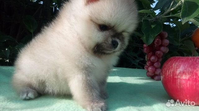 Милашки померашки