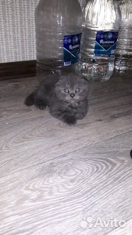 Котенок